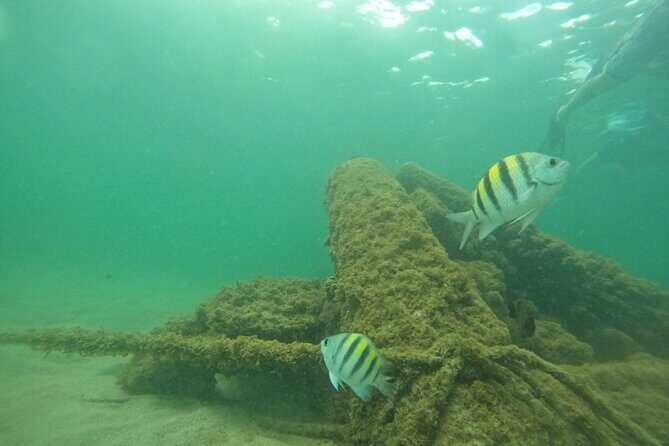 San Juan Turtle Spotting Snorkel Adventure with Videos - FAQs