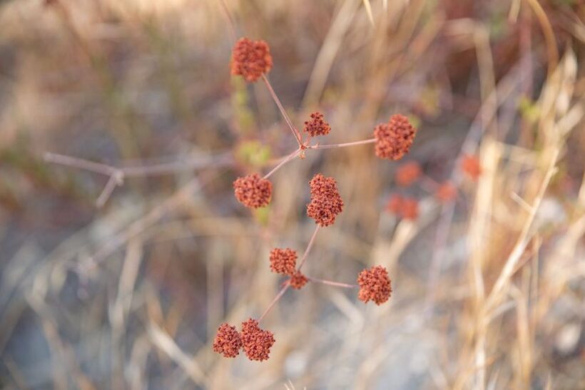 San Luis Obispo: Margarita Ranch Foraging Tour - The Practicalities