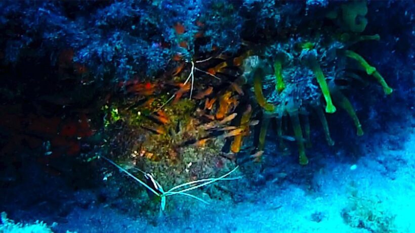 San Miguel de Abona: 2Dive Package - Why the San Miguel de Abona 2Dive Package Stands Out