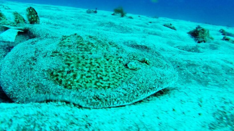 San Miguel de Abona: 2Dive Package - Authentic Traveller Perspectives