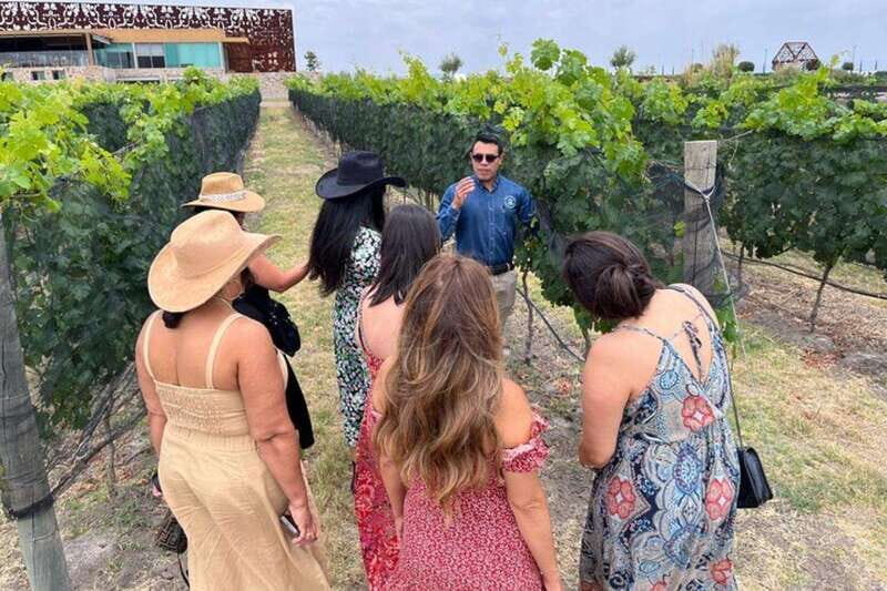 San Miguel de Allende: Local Vineyard Tour & Wine Tasting - The Itinerary: What to Expect