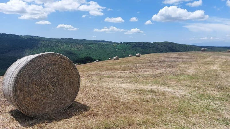 San Miniato: e-bike tour (truffle hills) and brunch - Who Should Consider This Experience?