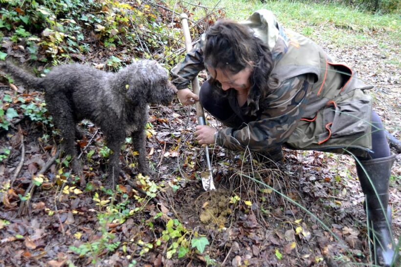 San Miniato: Truffle Hunting, Food, and Gourmet Experience - The Experience’s Strengths