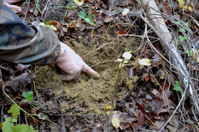 San Miniato: Truffle Hunting, Food, and Gourmet Experience - Who Would Love This Tour?