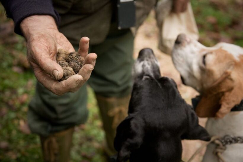 San Miniato: Truffle Hunting in The Tuscan Countryside - The Truffle Hunt: Learning from a Local Expert