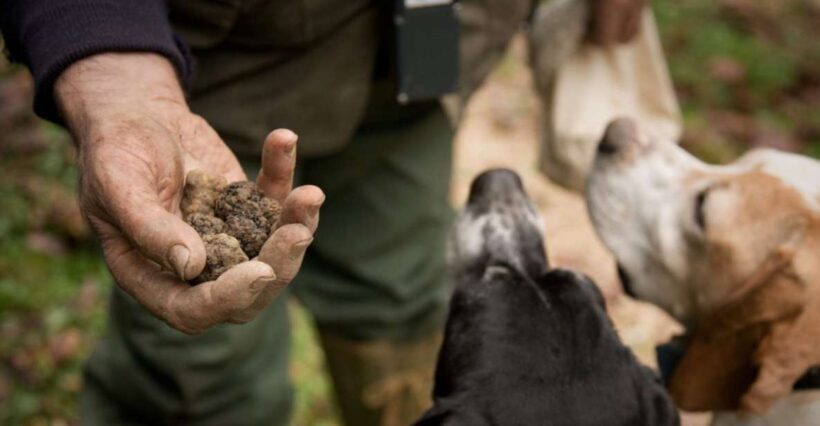 San Miniato: Truffle Hunting in The Tuscan Countryside - The Tasting: A Feast for the Senses