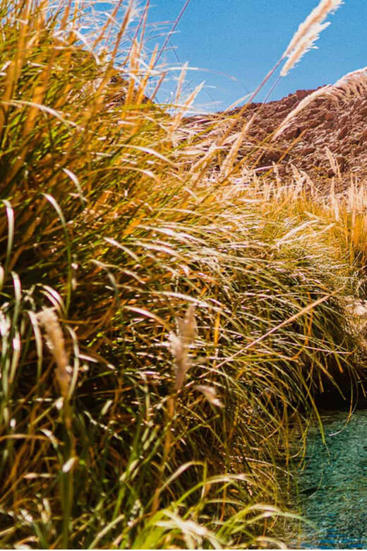 SAN PEDRO DE ATACAMA: PURITAMA HOT SPRINGS WITH ENTRANCE FEE - Key Points