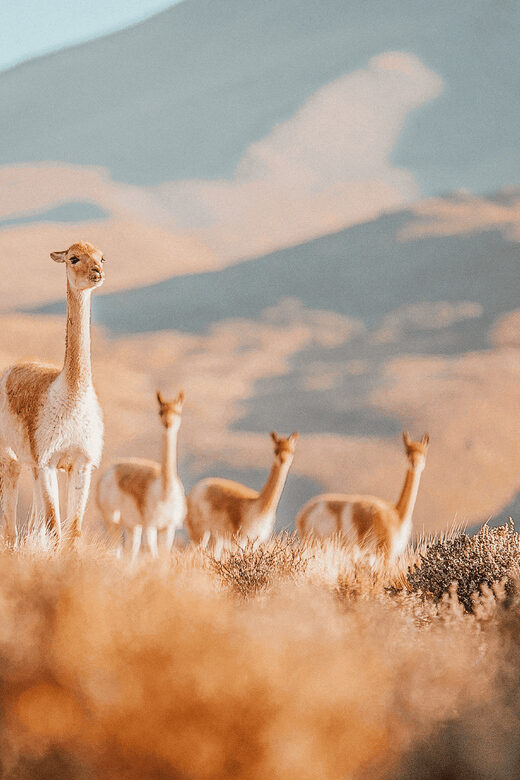 San Pedro de Atacama: Tatio Geysers and Machuca Tour - The Sum Up