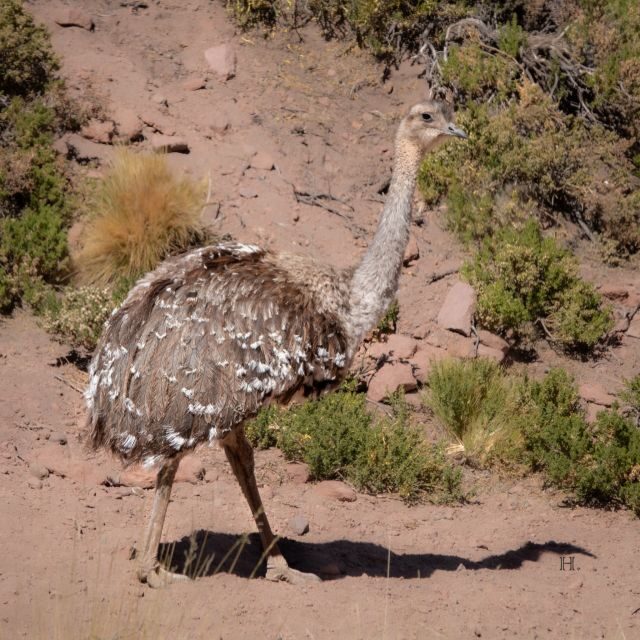 San Pedro de Atacama: Wildlife Safari and Photography Tour - Introduction
