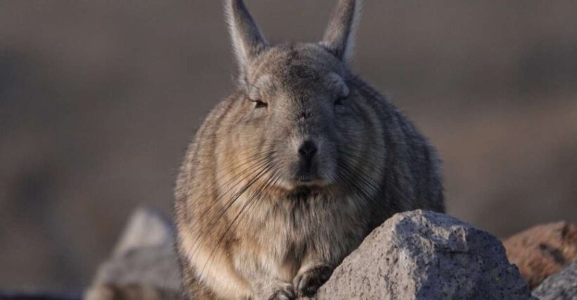 San Pedro de Atacama: Wildlife Safari and Photography Tour - What’s Included and How It Adds Value