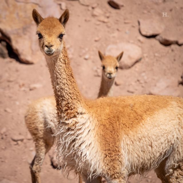 San Pedro de Atacama: Wildlife Safari and Photography Tour - Who Should Consider This Tour?
