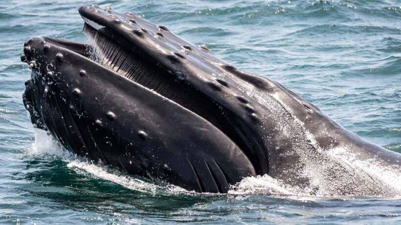 San Pedro: West Harbor LA Dolphin & Whale Watching Cruise - Is This Tour Worth It?