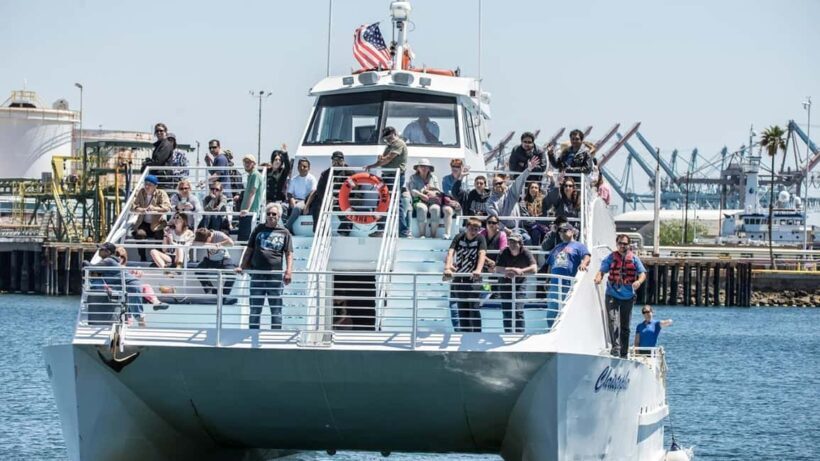 San Pedro: West Harbor LA Dolphin & Whale Watching Cruise - Final Thoughts: The Real Value of a Whale Watching Cruise