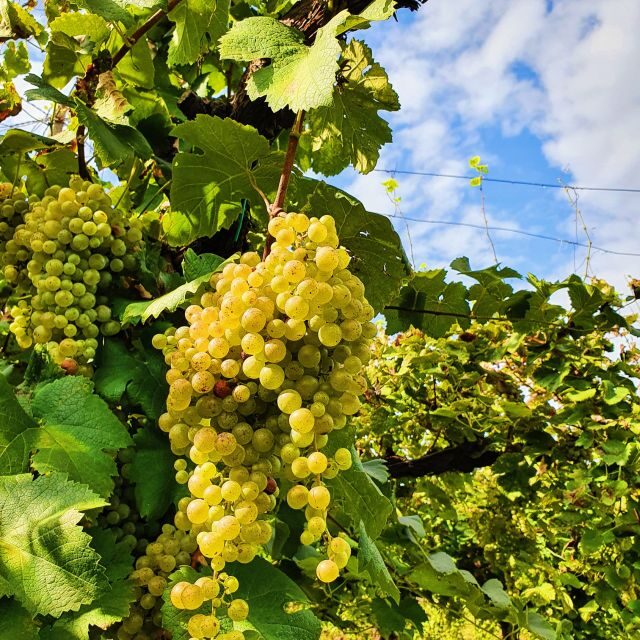 San Pietro di Feletto: Vineyard Tour with Cellar Visit - FAQ