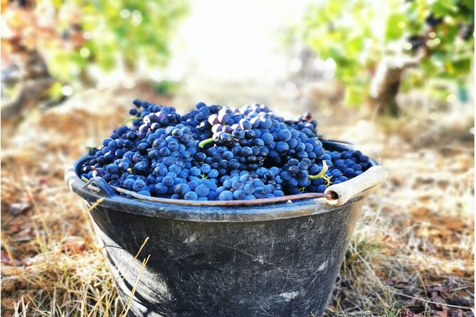 Sancerre Private Wine Tour with 10 Tastings and Lunch from Paris - Wrapping It Up: Who Will Love This Tour?