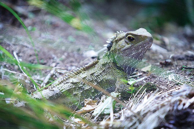 Sanctuary Mountain (Mt Maungatautari) & Waitomo Luxury Day tour from Auckland - Introduction