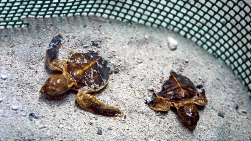 Sandakan : 2 Days 1 Night At Turtle Island - Key Points