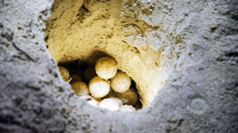 Sandakan : 2 Days 1 Night At Turtle Island - What to Expect: Practical Details and Tips