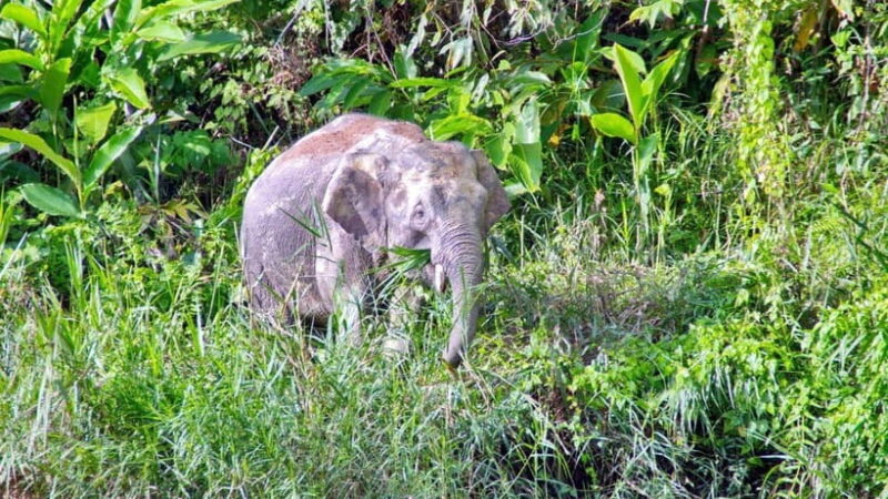 Sandakan: 2 Days 1 Night Bilit, Kinabatangan River Wildlife - Discovering the Kinabatangan River: A Natural Treasure in Sabah