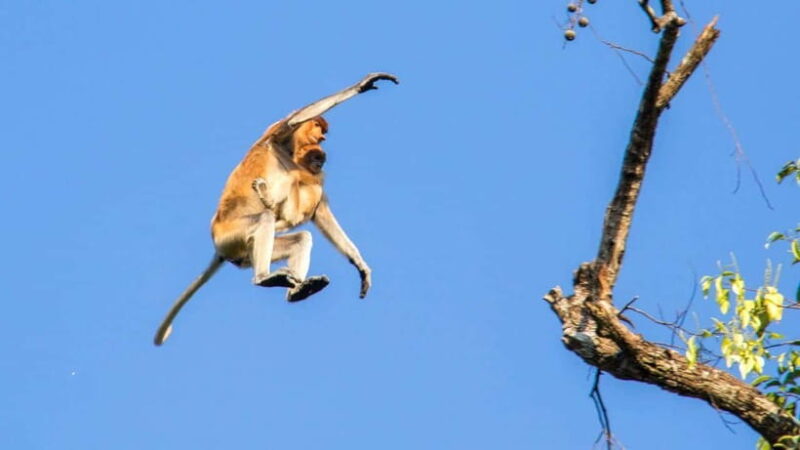 Sandakan: 2 Days 1 Night Bilit, Kinabatangan River Wildlife - Final Words