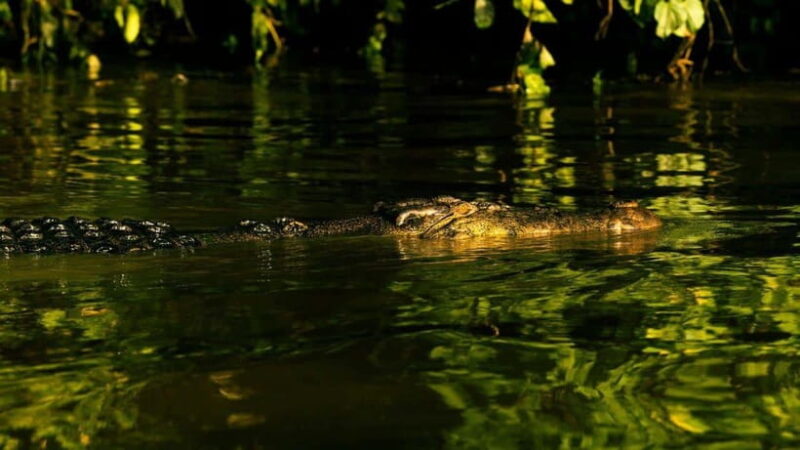 Sandakan : 3-Day Kinabatangan River Wildlife Adventure - Who Will Love This Tour?