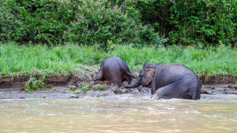 Sandakan : 3-Day Kinabatangan River Wildlife Adventure - Final Thoughts