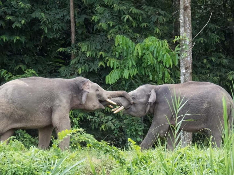 Sandakan: 3D2N The Wild Heart of Borneo River Secrets - Practicalities and Value