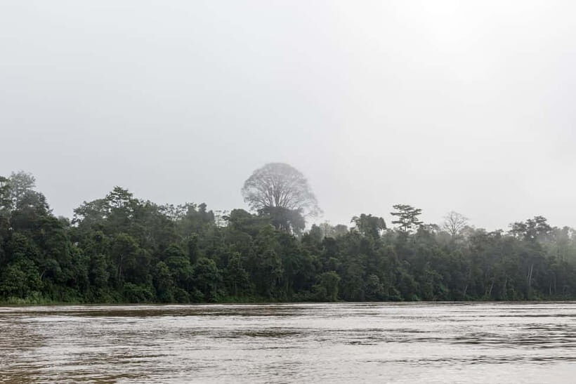 Sandakan: 3D2N The Wild Heart of Borneo River Secrets - The Experience of a Lifetime