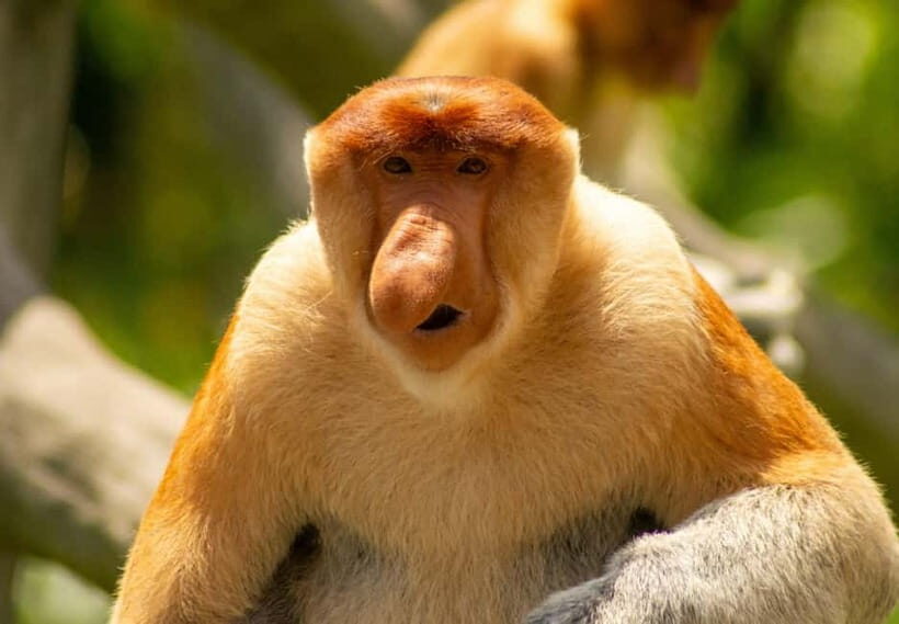 Sandakan: 3D2N The Wild Heart of Borneo River Secrets - FAQs
