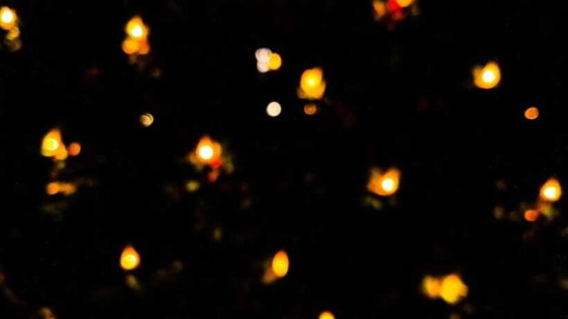 Sandakan : Fireflies and Mangrove Cruise with Dinner - FAQ