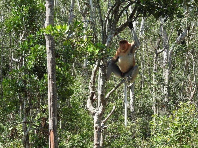 Sandakan: Kinabatangan River Wildlife Cruise with Lunch - The Experience: What You Can Expect