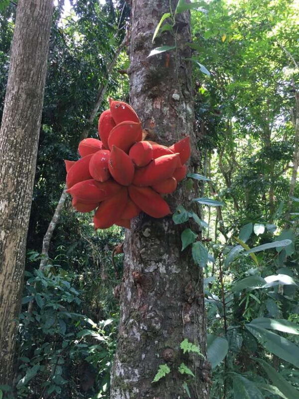 Sandakan: Orangutan and Proboscis Monkey Tour - The Value of This Tour