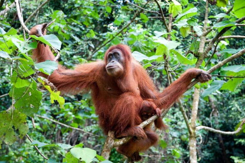 Sandakan: Orangutan Sanctuary Shared Day Trip Tour - Key Points