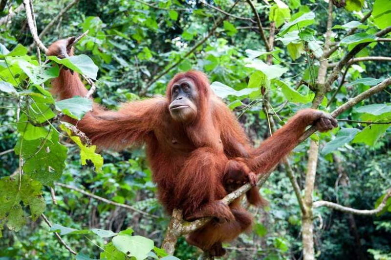 Sandakan: Orangutan Sanctuary Shared Day Trip Tour - Final Thoughts