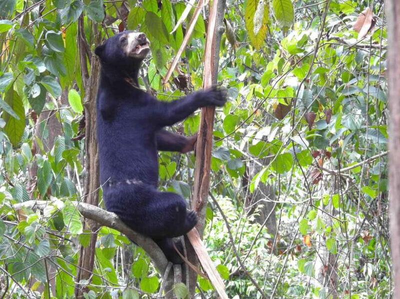 Sandakan: Orangutan Sanctuary Shared Day Trip Tour - FAQ