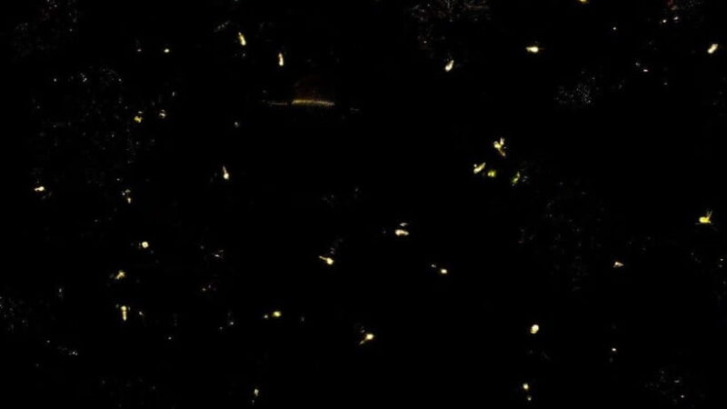 Sandakan: Orangutan, Sun Bear, Fireflies and Mangrove Cruise - Key Points