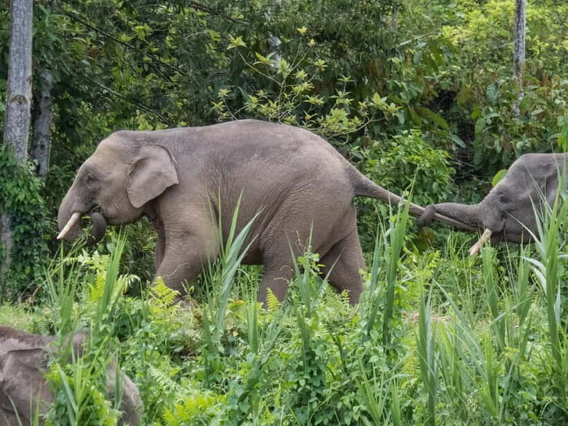 Sandakan: Sukau Rainforest Wildlife Journey & Dawn Cruises - FAQs