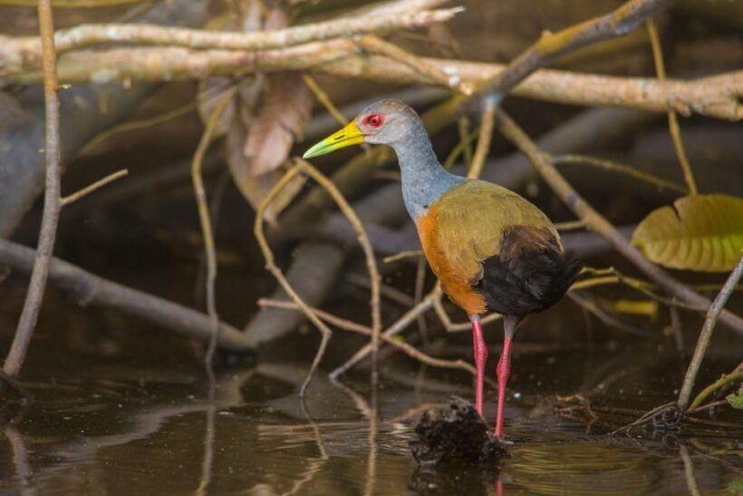 Sandoval Lake & Parrot Clay lick 3 Days/2 Nights - Final The Sum Up