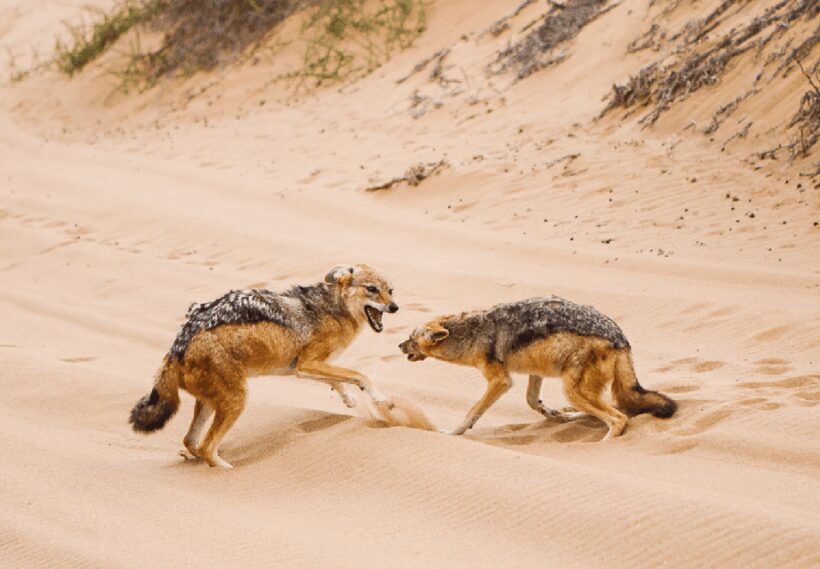 Sandwich Harbour 4x4 Guided Tour - The Experience and Its Value