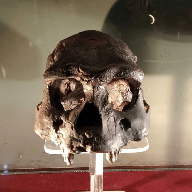 Sangiran Museum-UNESCO (Homeland of Java Man) - Authentic Experiences and Visitor Feedback