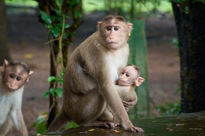 Sanjay Gandhi National Park and Kanheri Caves Guided Tour - Value and Cost: Is It Worth It?
