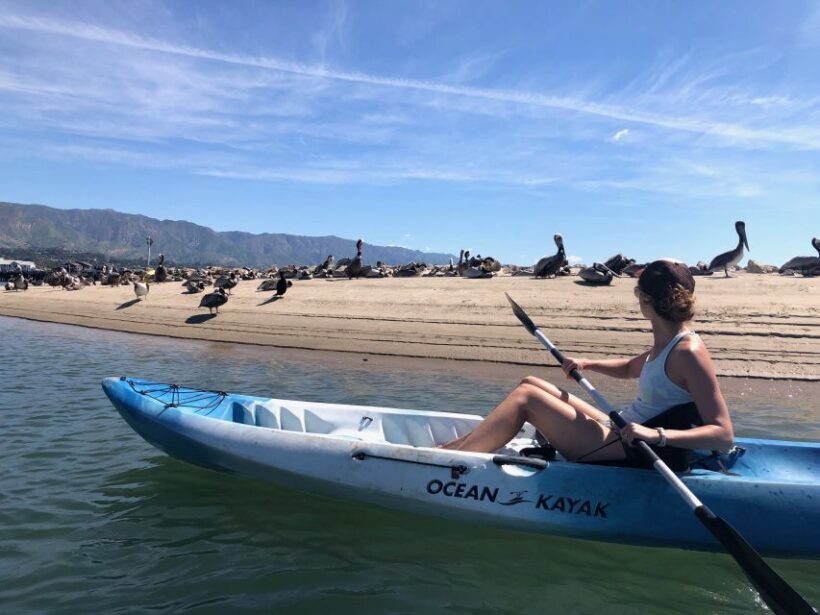 Santa Barbara: 1.5-Hour Harbor Kayak Tour - Wildlife and Natural Encounters