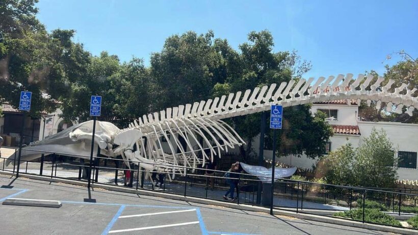 Santa Barbara: Trolley Tour - The Guide and the Group Experience