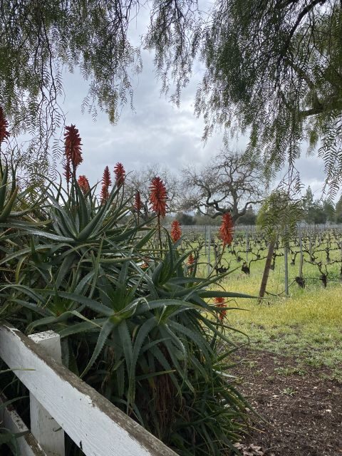 Santa Barbara: Wine Country Tour with Lunch - What Could Be Considered