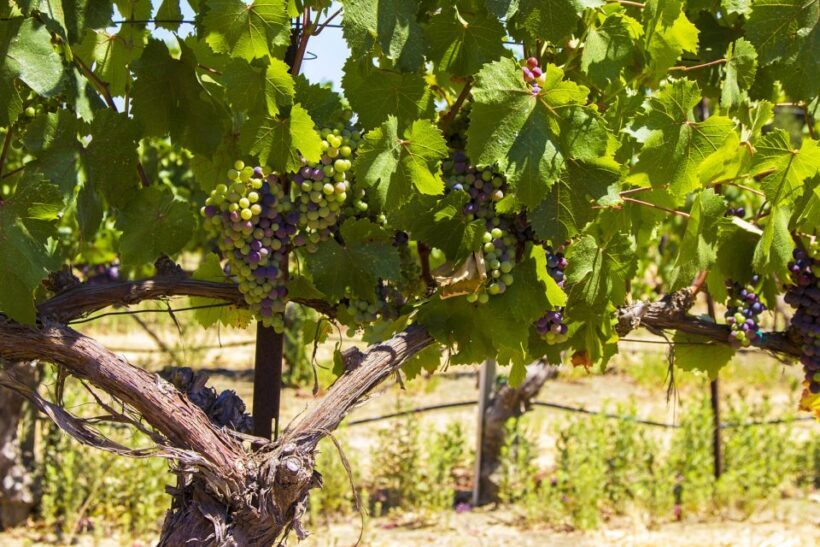 Santa Barbara: Wine Country Tour with Lunch - FAQ