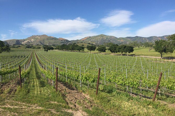 Santa Barbara Wine Tour Experience - Authentic and Boutique - Exploring the Santa Barbara Wine Tour – An In-Depth Look