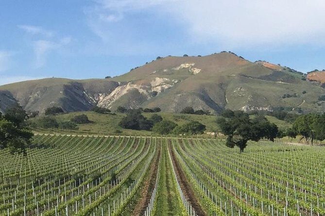 Santa Barbara's Original Afternoon Winery Tour - Why This Tour Is Worth Considering
