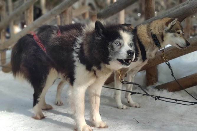 Santa Claus Village Guided Tour & Arctic Animals Adventure - Important Information for Travelers