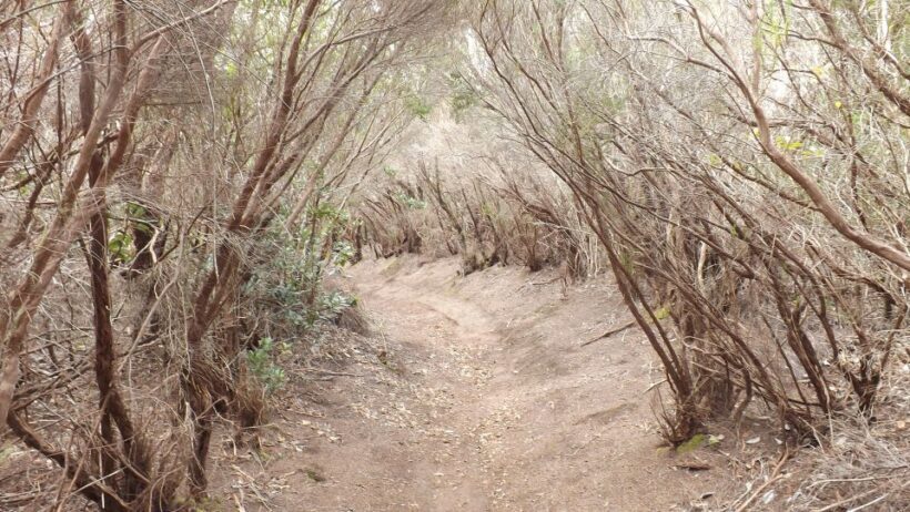 Santa Cruz de Tenerife: 2-Hour Hiking Tour in Anaga Forest - Key Points