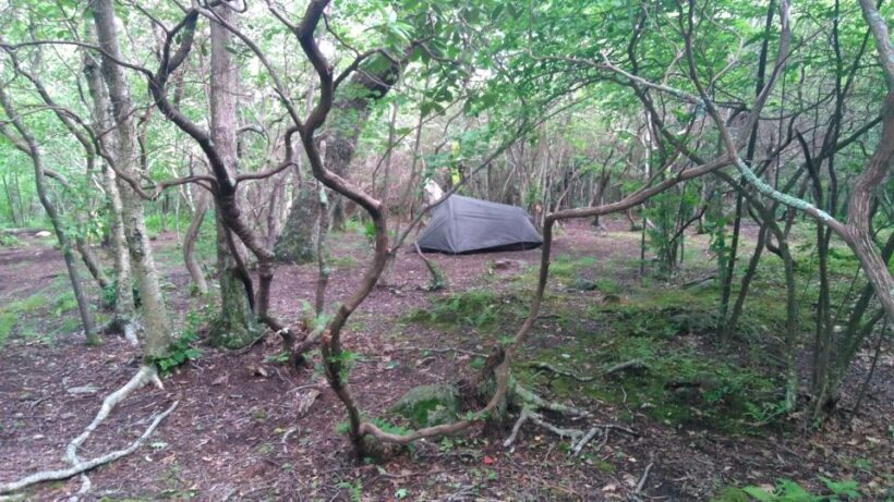 Santa Cruz de Tenerife: 2-Hour Hiking Tour in Anaga Forest - Practical Tips for Your Visit